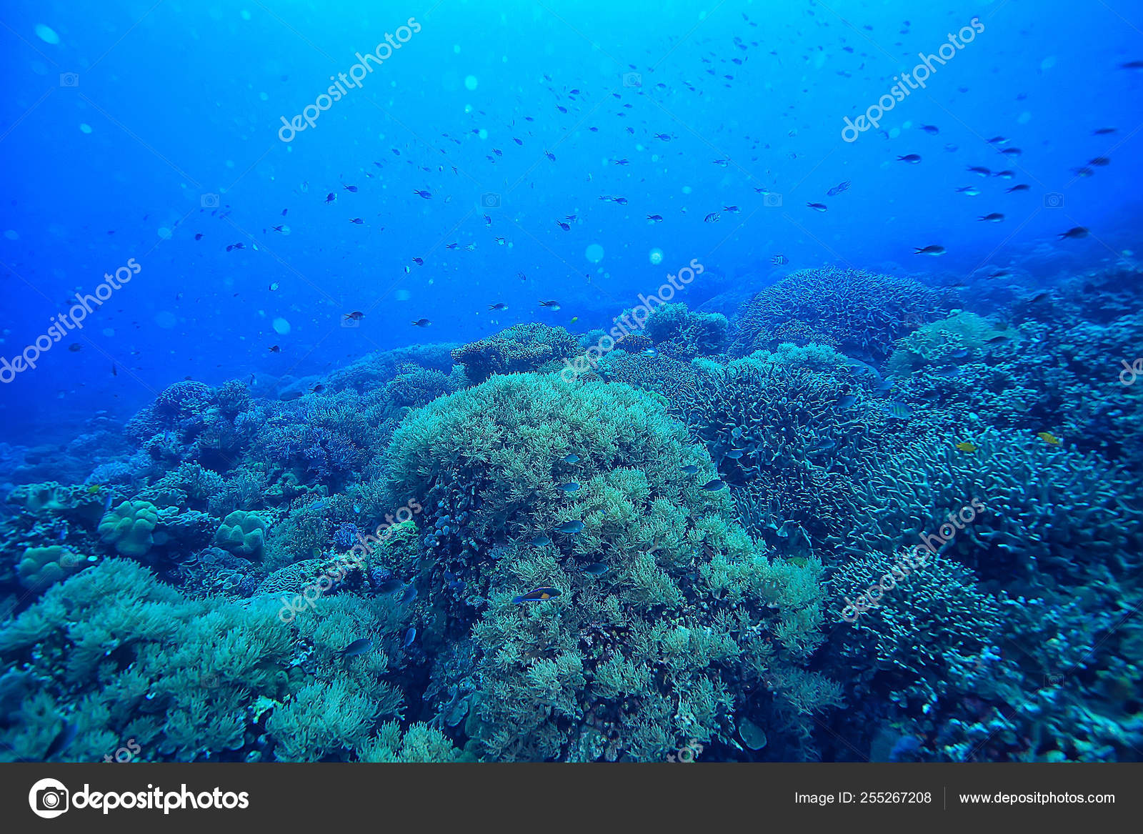 Marine Ecosystem Underwater View Blue Ocean Wild Nature Sea Abstract ...