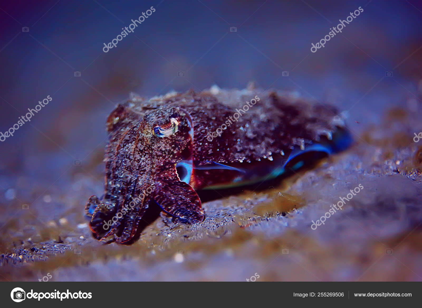 Cuttlefish Underwater Underwater World Marine Life Wildlife Animal ...