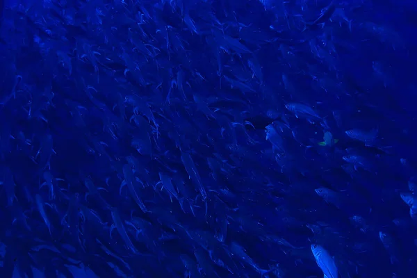 Underwater tuna Stock Photos, Royalty Free Underwater tuna Images ...