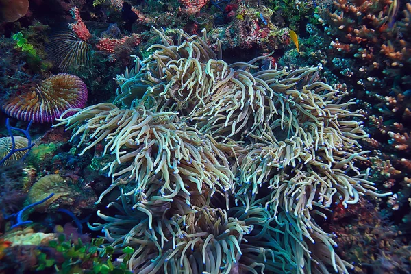 Branching coral Stock Photos, Royalty Free Branching coral Images ...