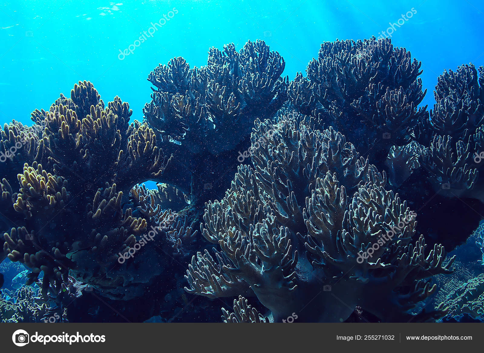 Marine Ecosystem Underwater View Blue Ocean Wild Nature Sea Abstract ...
