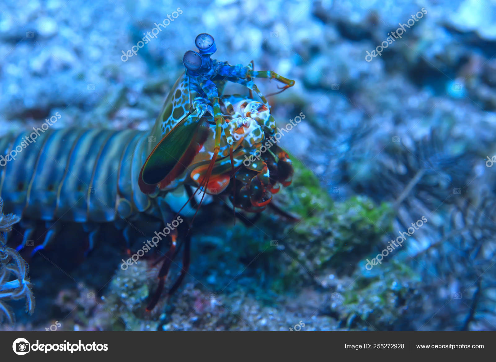 Shrimp Mantis Underwater Underwater Scene Coral Reef Tropical Sea ...