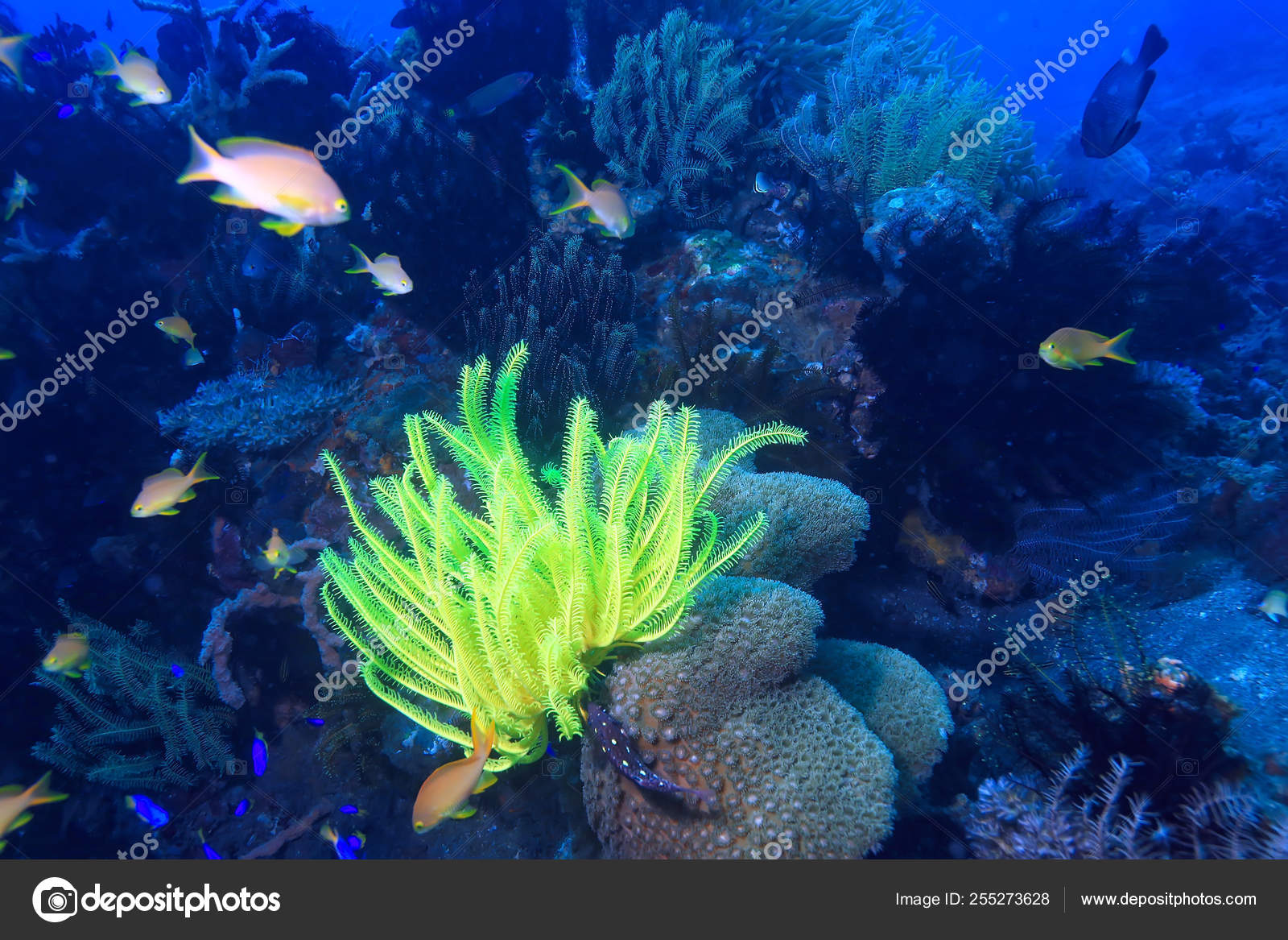 Marine Ecosystem Underwater View Blue Ocean Wild Nature Sea Abstract ...