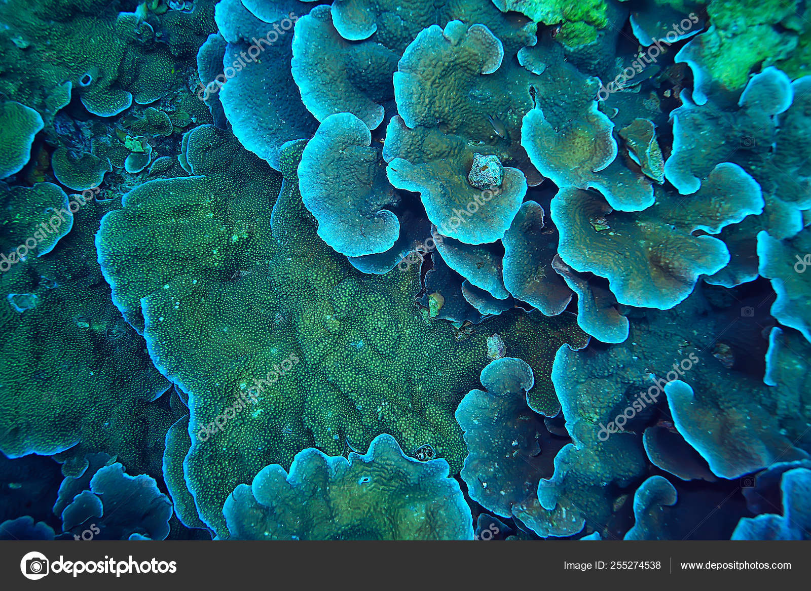 Coral Reef Texture