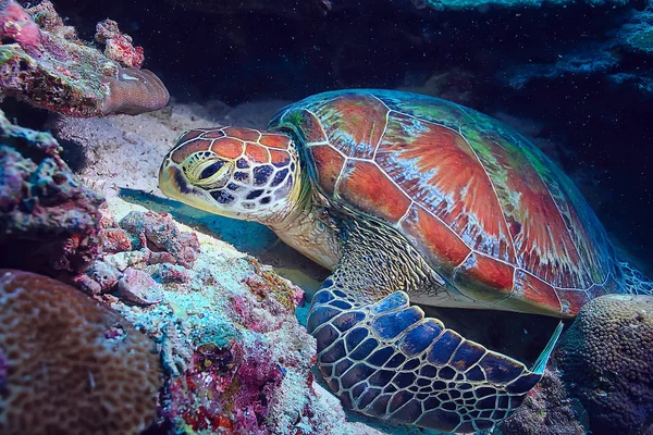 sea turtle underwater / exotic nature sea animal underwater turtle ...