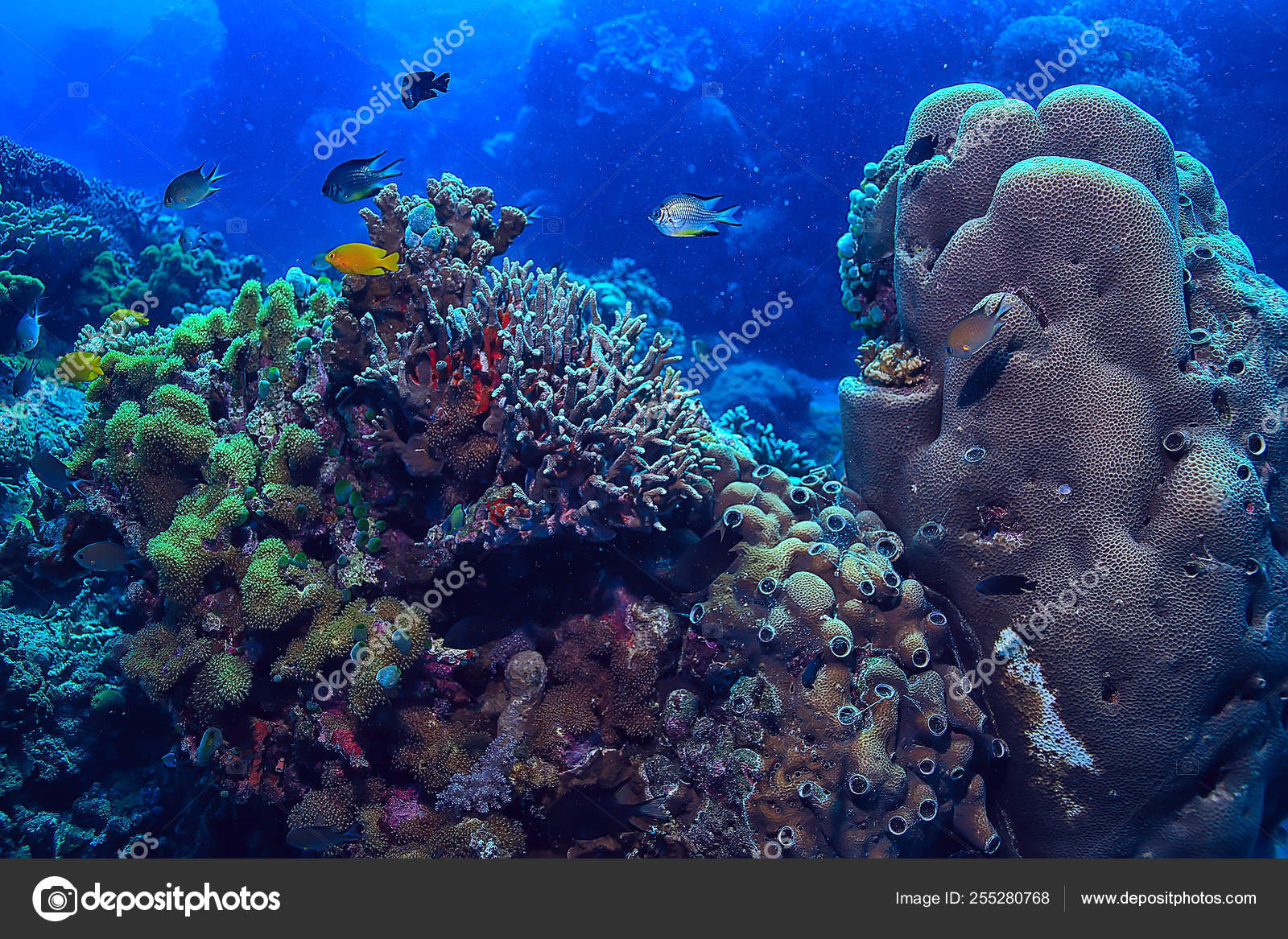 Coral Reef Macro Texture Abstract Marine Ecosystem Background Coral ...