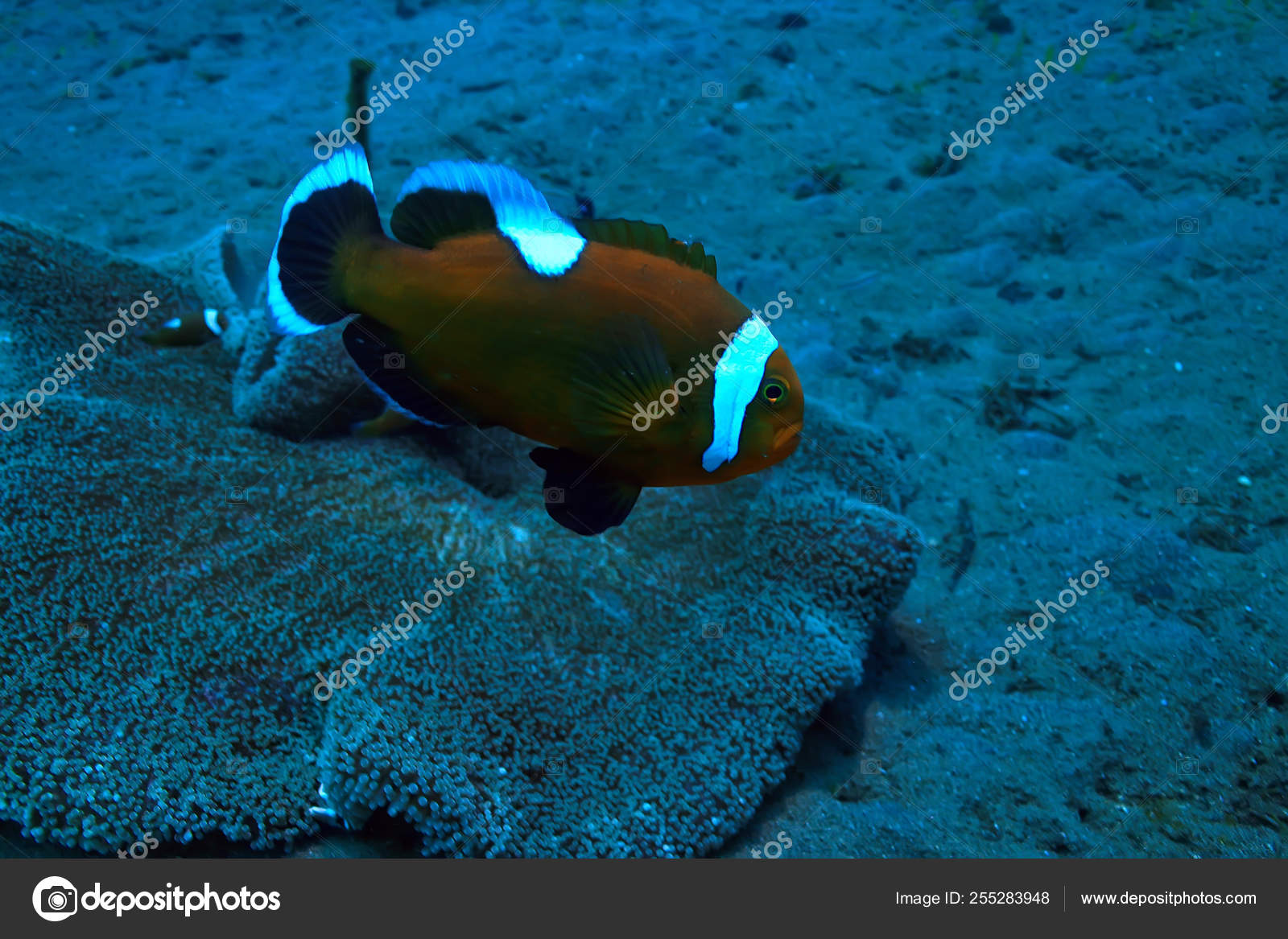 Clown Fish Coral Reef Macro Underwater Scene View Coral Fish — Stock ...