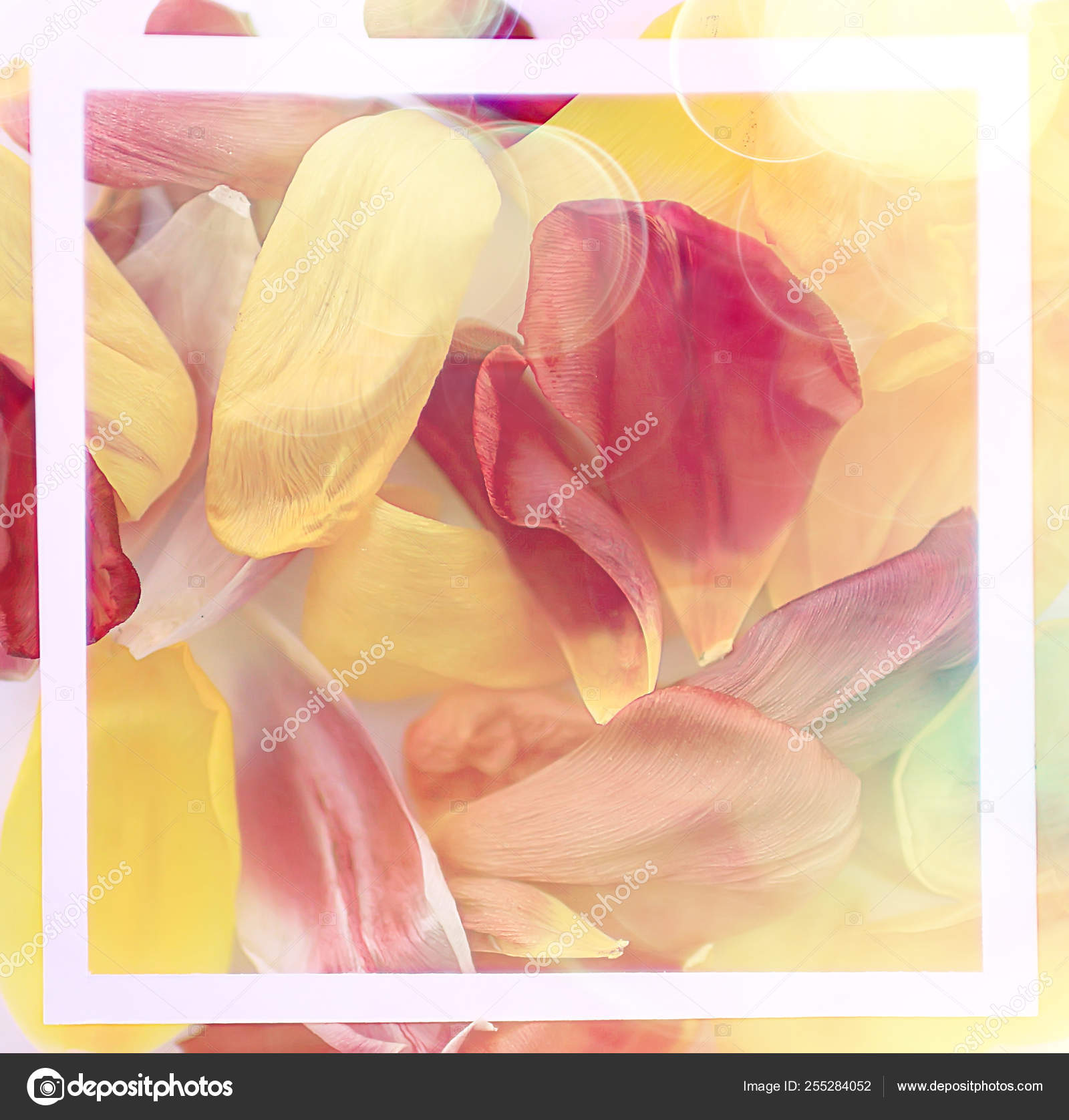 Yellow Petals Background Abstract Background Spring Flower Petals Frame ...