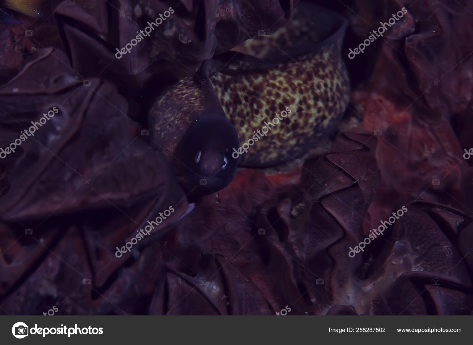 Moray Eel Water Beautiful Sea Underwater View — Stock Photo © xload ...