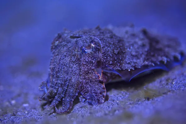 Hooded cuttlefish Stock Photos, Royalty Free Hooded cuttlefish Images ...