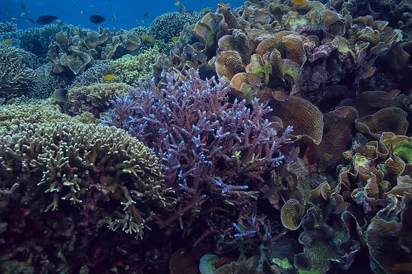 Branching coral Stock Photos, Royalty Free Branching coral Images ...