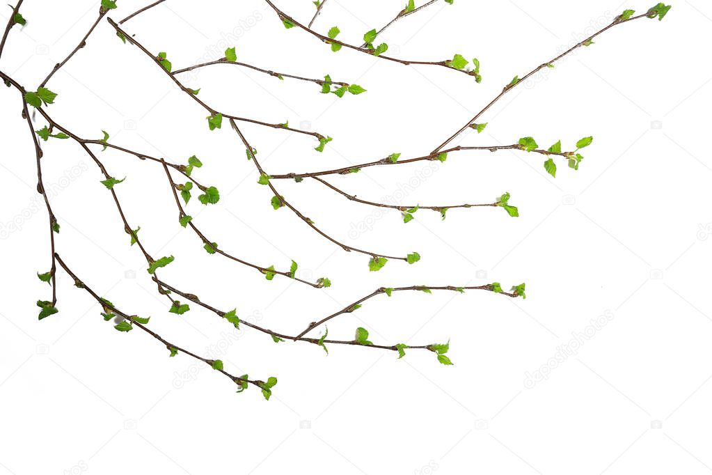 ramas de fondo blanco hojas pequeñas primavera / aislado en ramas ...