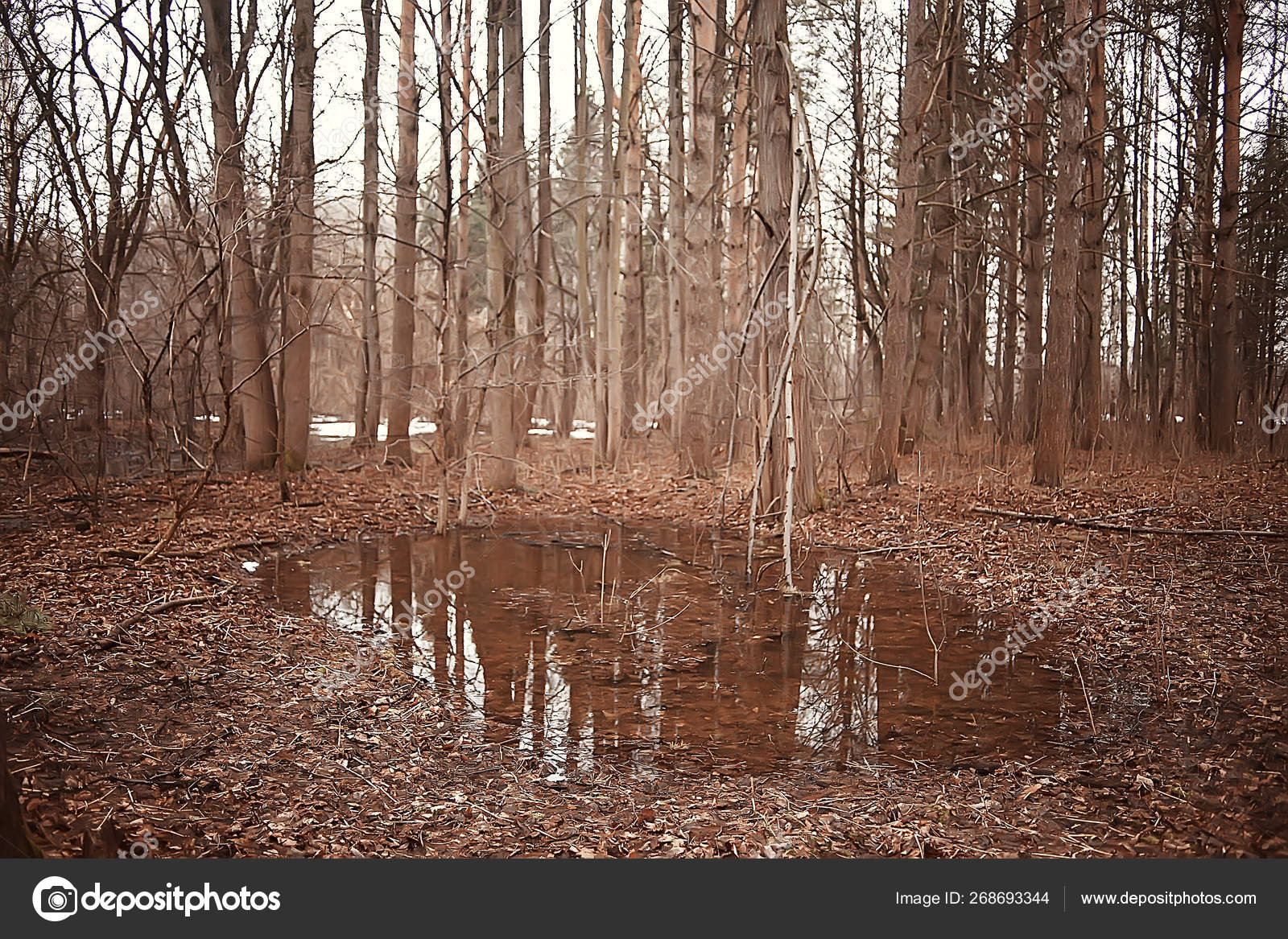 Early Spring Forest Trees Leaves Snow Melts Gray Sad Forest — Stock ...