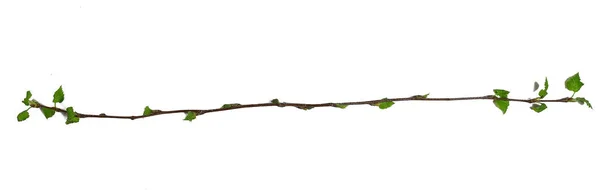 Branch tip Stock Photos, Royalty Free Branch tip Images | Depositphotos