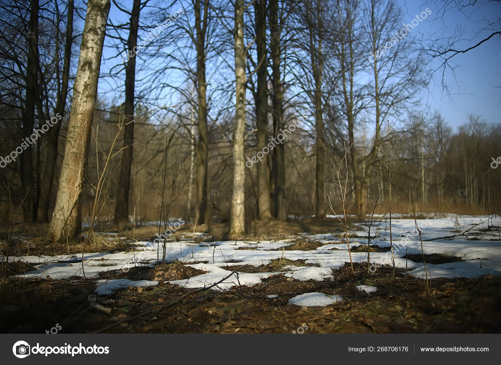 Early Spring Forest Trees Leaves Snow Melts Gray Sad Forest — Stock ...