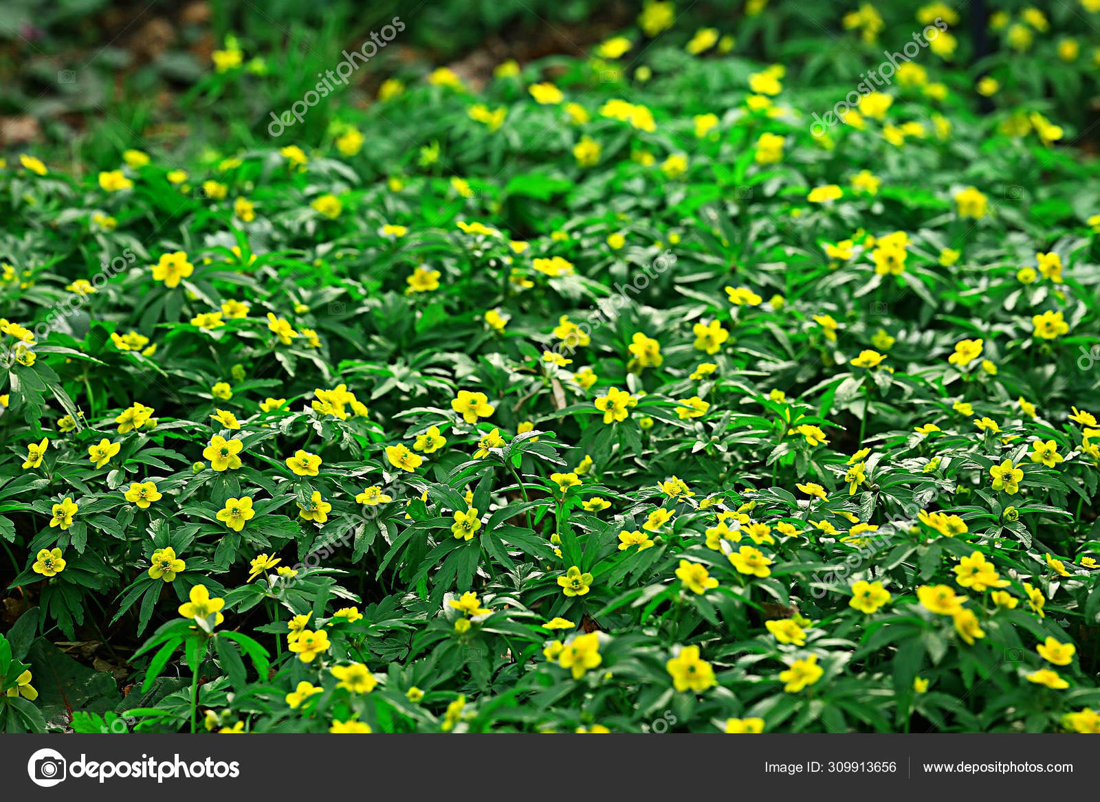 Wild Flowers Top View Background Abstract Seasonal Background Summer ...