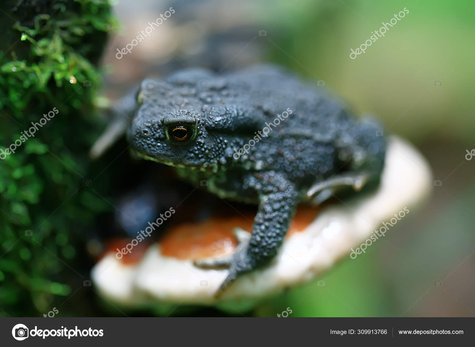 Toad Forest Macro Amphibian Reptile Forest Wildlife Animal Frog Forest ...