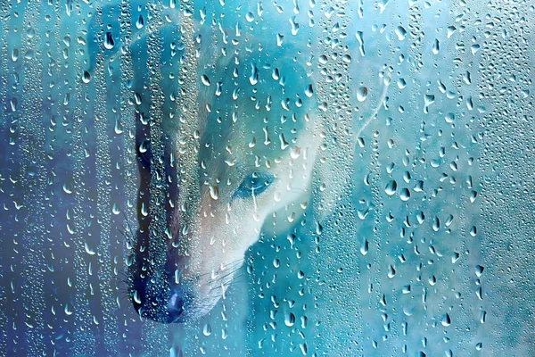 Animaux sous la pluie images libres de droit, photos de Animaux sous la ...