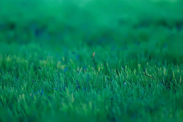 Green Grass Top View Abstract Nature Field Background — Stock Photo ...