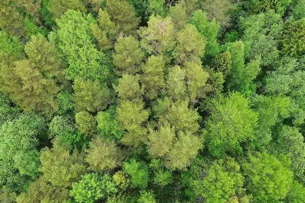 Forest top view Images - Search Images on Everypixel