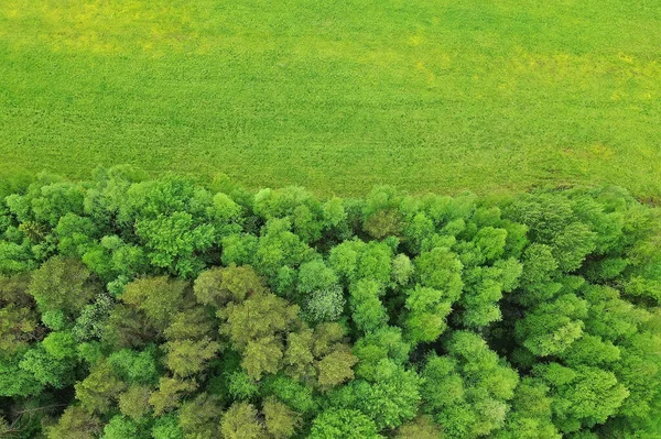 Forest top view Images - Search Images on Everypixel