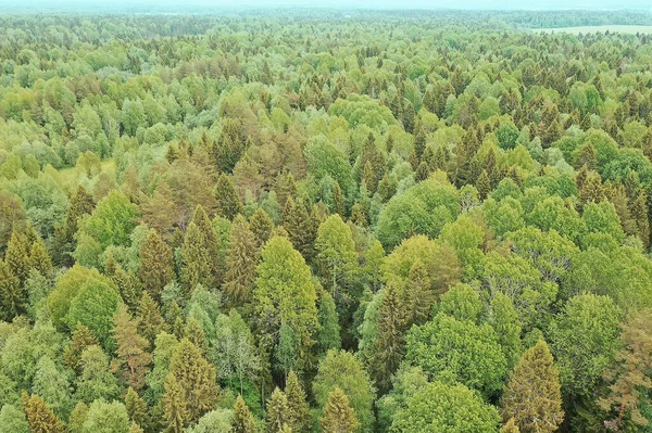 Forest top view Images - Search Images on Everypixel