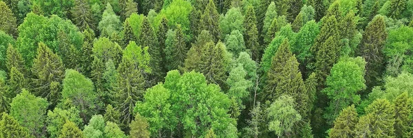 Forest top view Images - Search Images on Everypixel