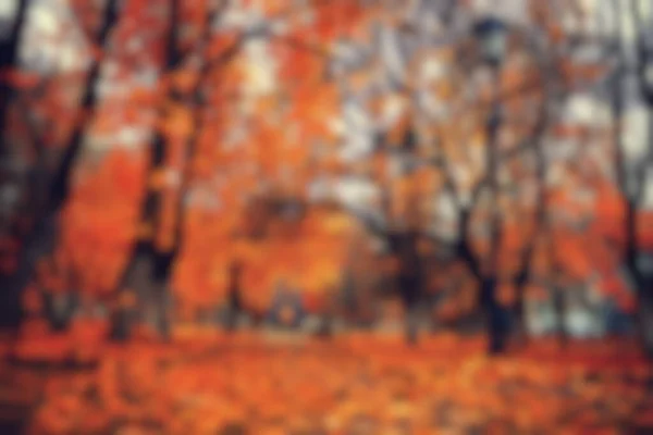 blurred background autumn forest, abstract art sunny autumn park, glow ...