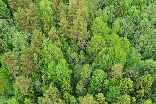 Forest top view Images - Search Images on Everypixel