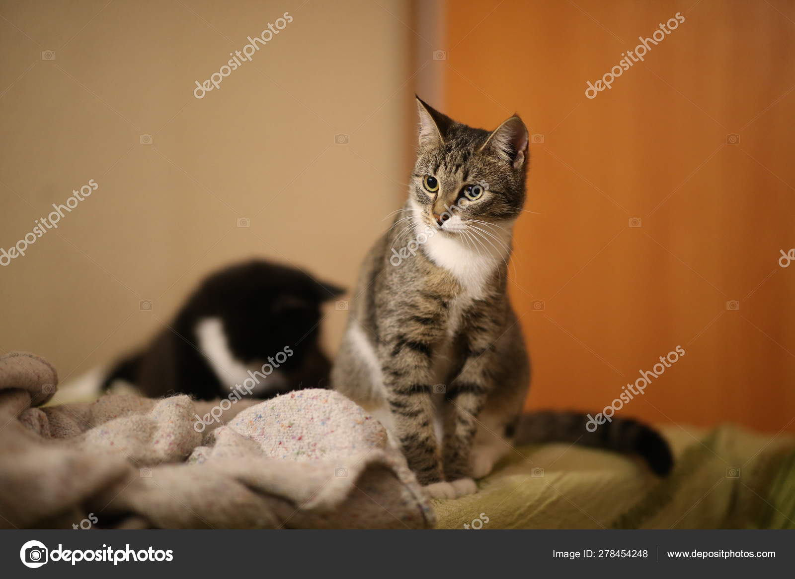 Striped cat sitting on a sofa in the room. Grey cat with beautiful ...