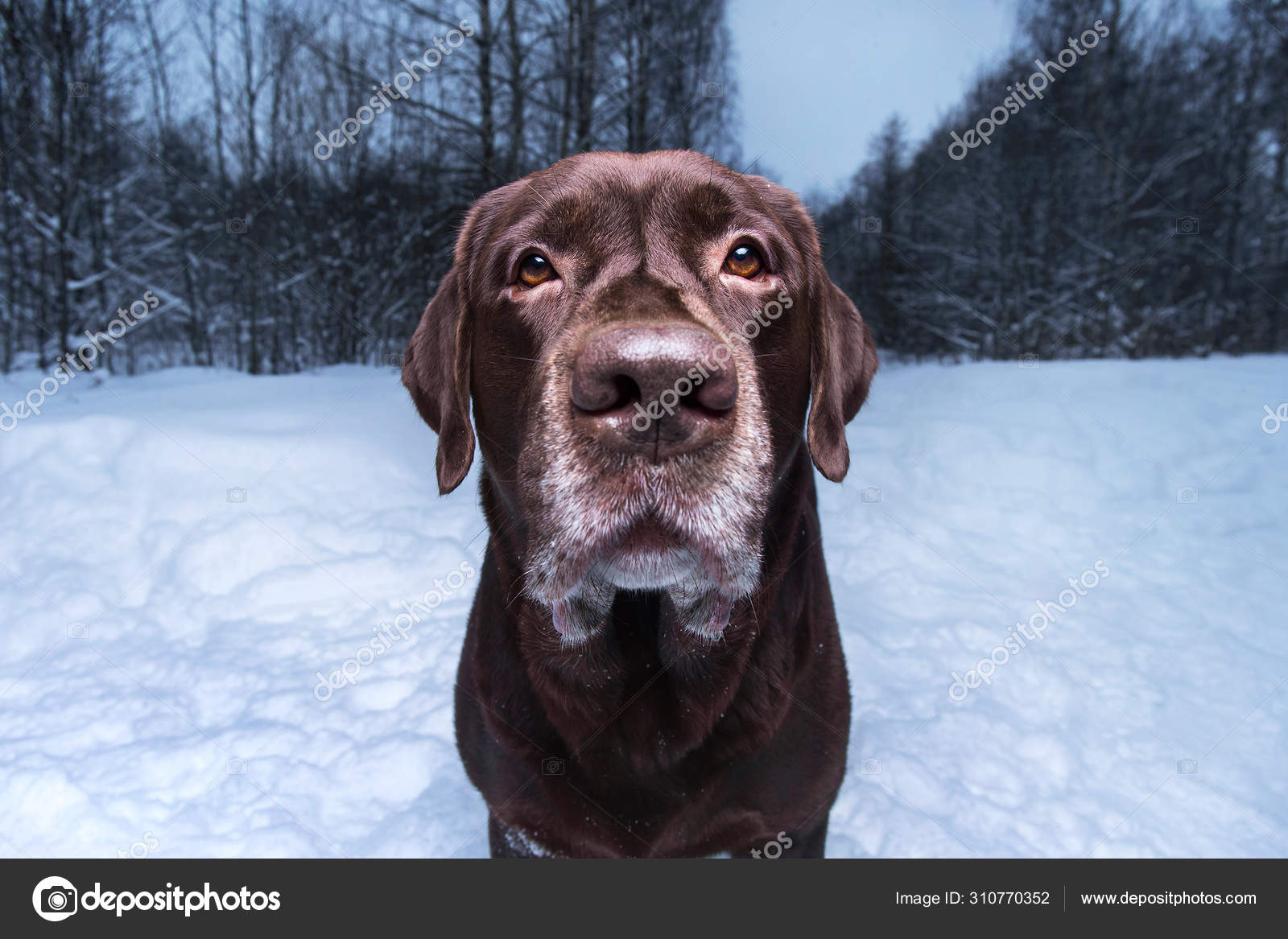 Cute Chocolate Lab Puppies In Snow
