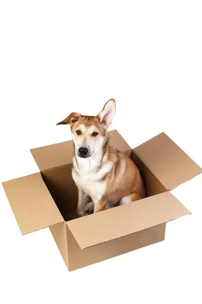 Little dog inside a cardboard box Stock Photo by ©Flydragonfly 44427911