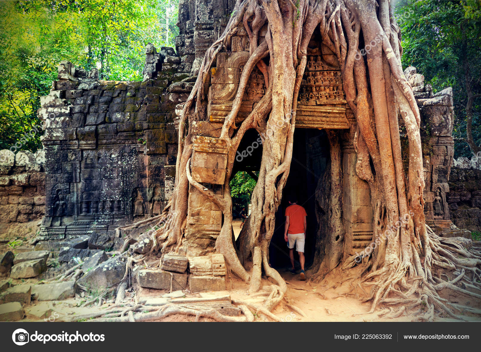 Huge Roots Strangler Fig Tree Lost Ancient Temple Som Gate — Stock ...