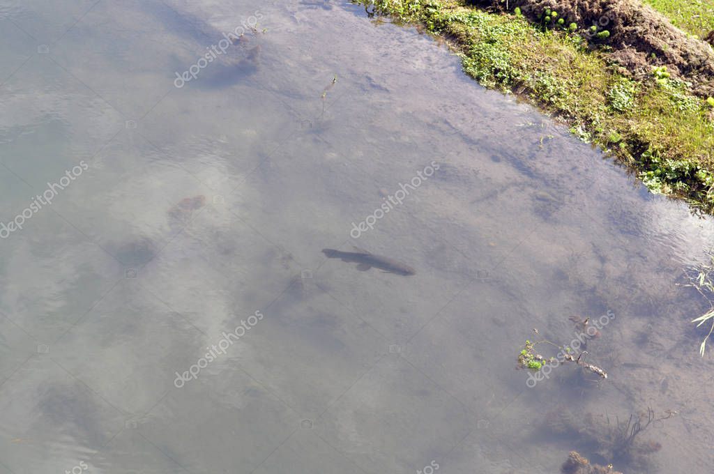 Tiger Fish (Hoplias malabaricus) en la costa del río Paraná, Argentina 2024