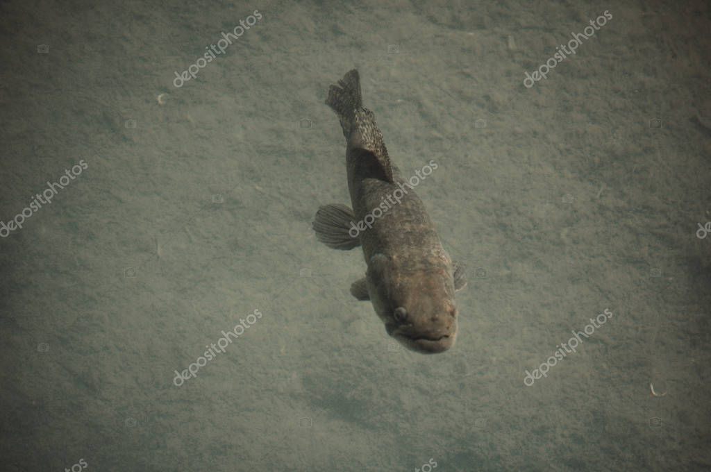 Tiger Fish (Hoplias malabaricus) en la costa del río Paraná, Argentina 2022