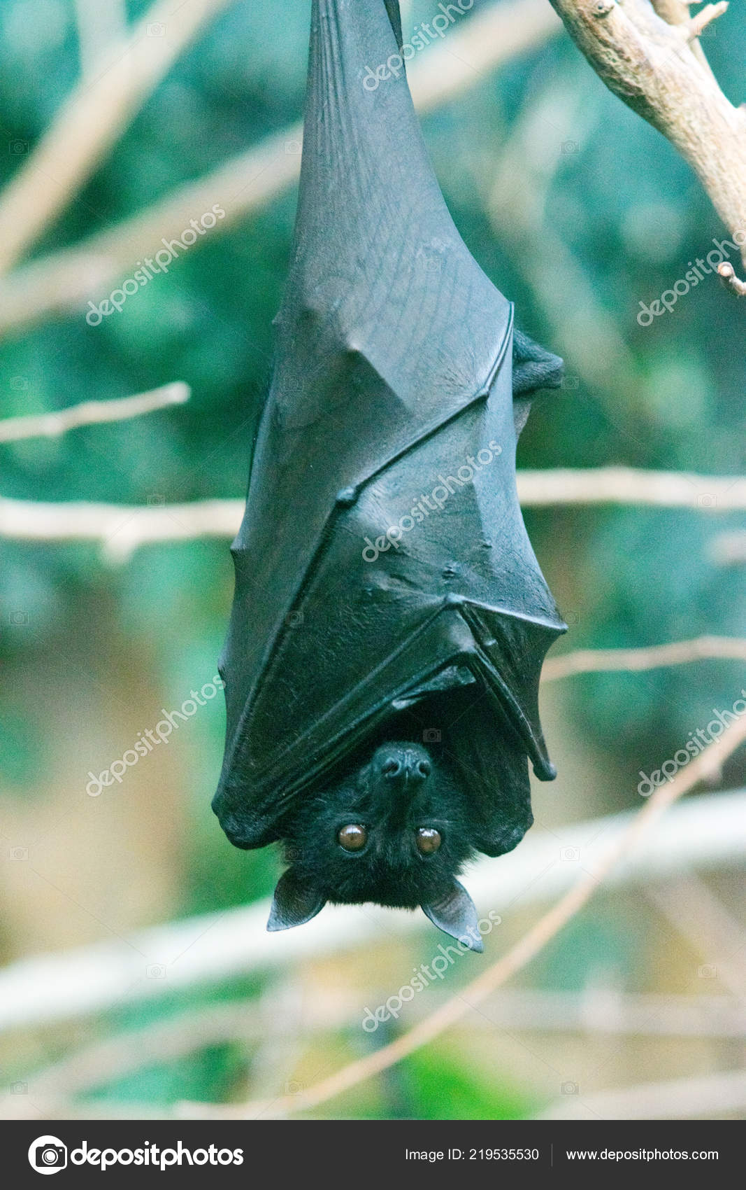 Large Flying Fox Pteropus Vampyrus Also Known Greater Flying Fox Stock ...