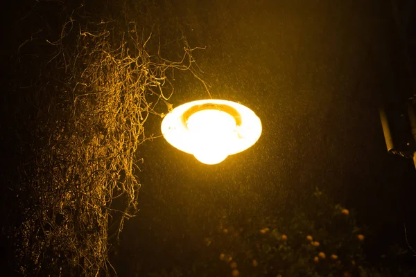 Foggy street light Stock Photos, Royalty Free Foggy street light Images ...