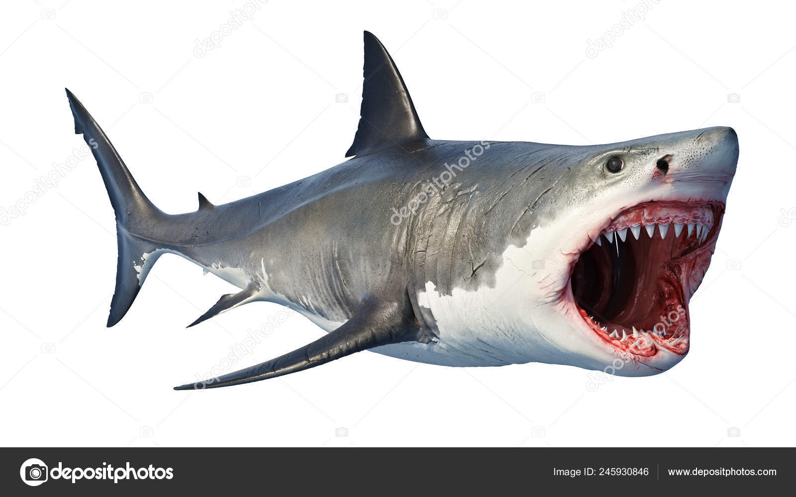 Shark Mouth Open Side View