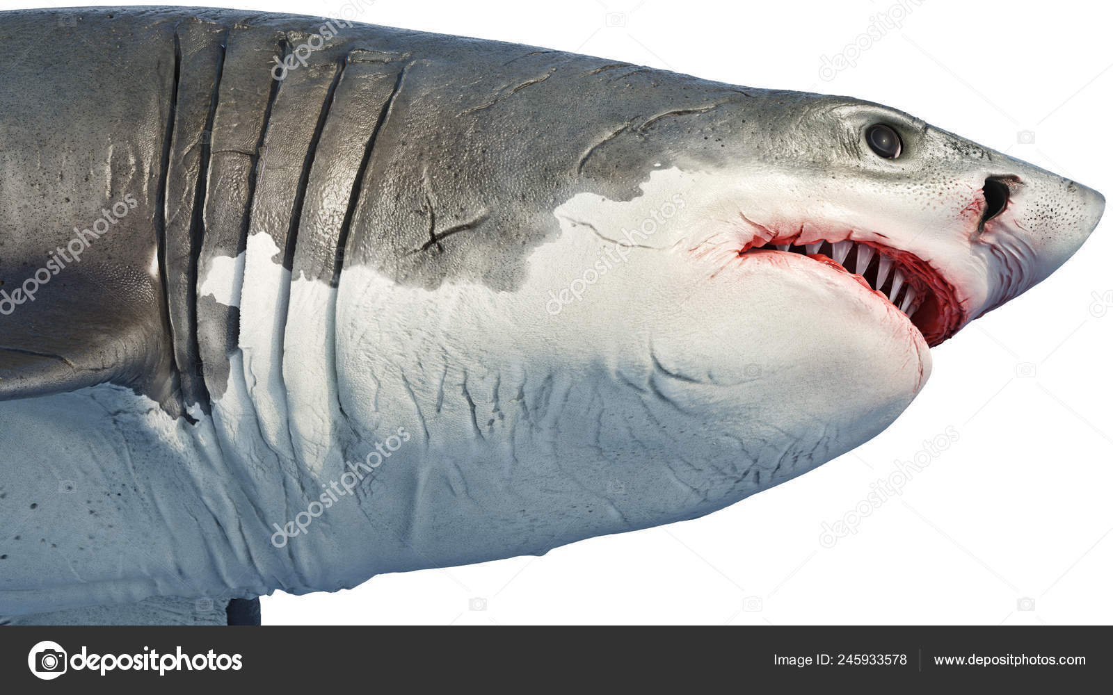 Great White Shark Side View