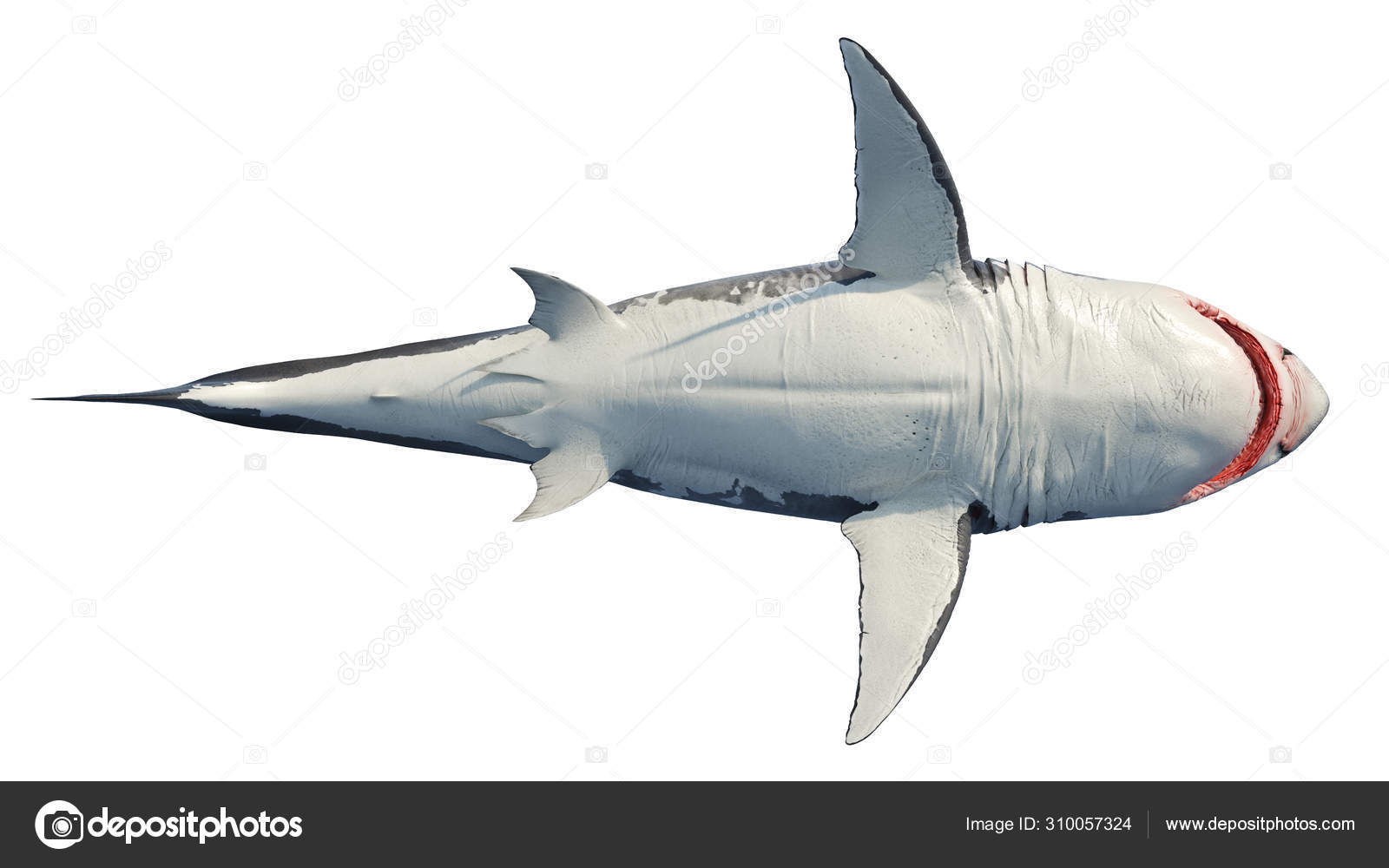 White shark marine predator big, bottom view Stock Photo by ...