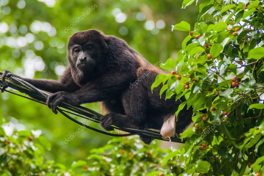 Mono aullador orinando en un cable en el Parque Nacional Cahuita, Costa Rica 2022