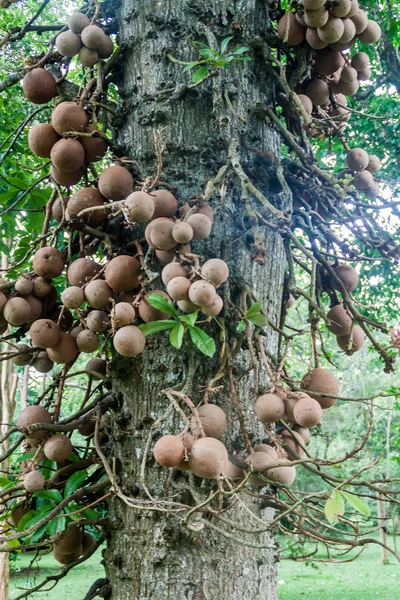 Albero a palla di cannone Foto Stock, Albero a palla di cannone ...