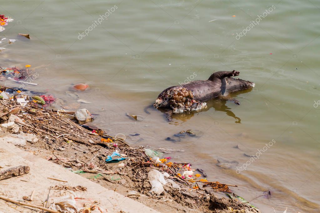 Cerdo muerto en descomposición en el río Ganges en Varanasi, India 2022