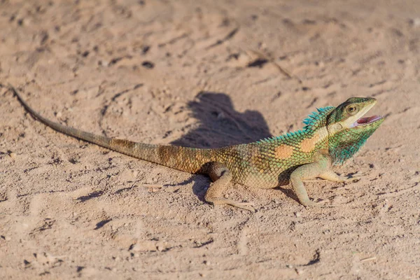 Lagarto corriente Stock Photos, Royalty Free Lagarto corriente Images ...