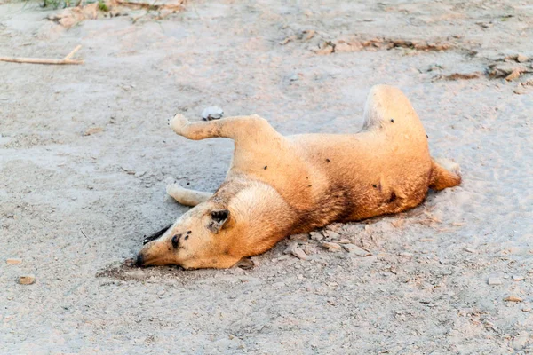 Pictures of animal accidents in zimbabwe Stock Photos, Royalty Free ...