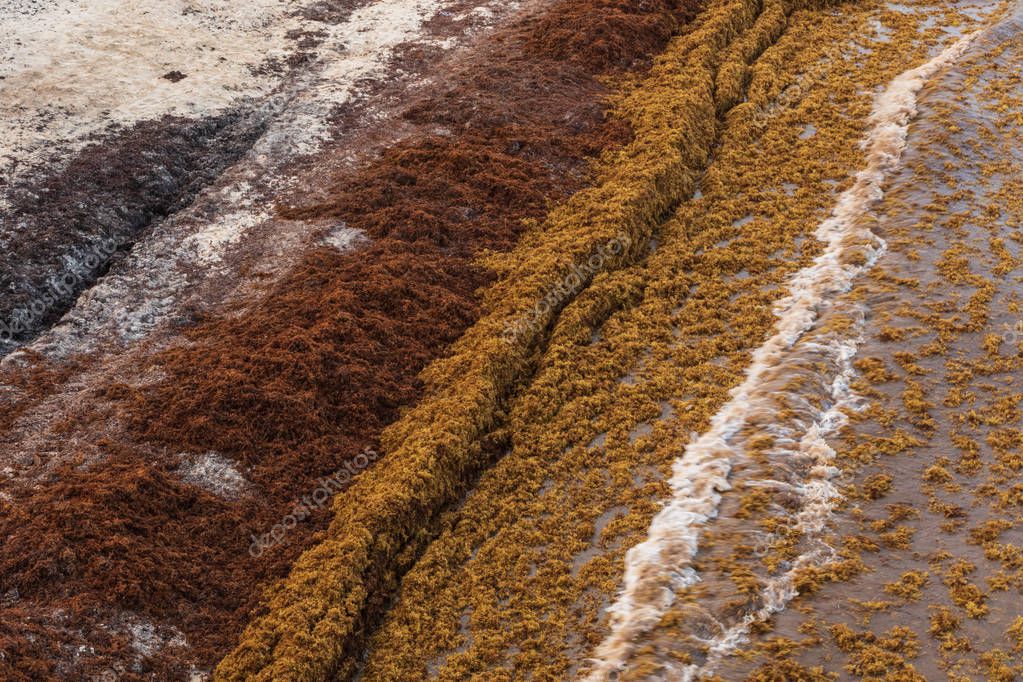 Algas Sargassum cubre la popular playa vacacional de Playa Del Carmen ...