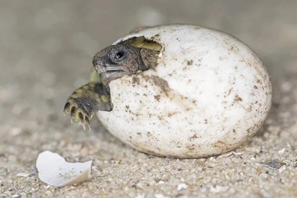 Hatching turtle Stock Photos, Royalty Free Hatching turtle Images ...