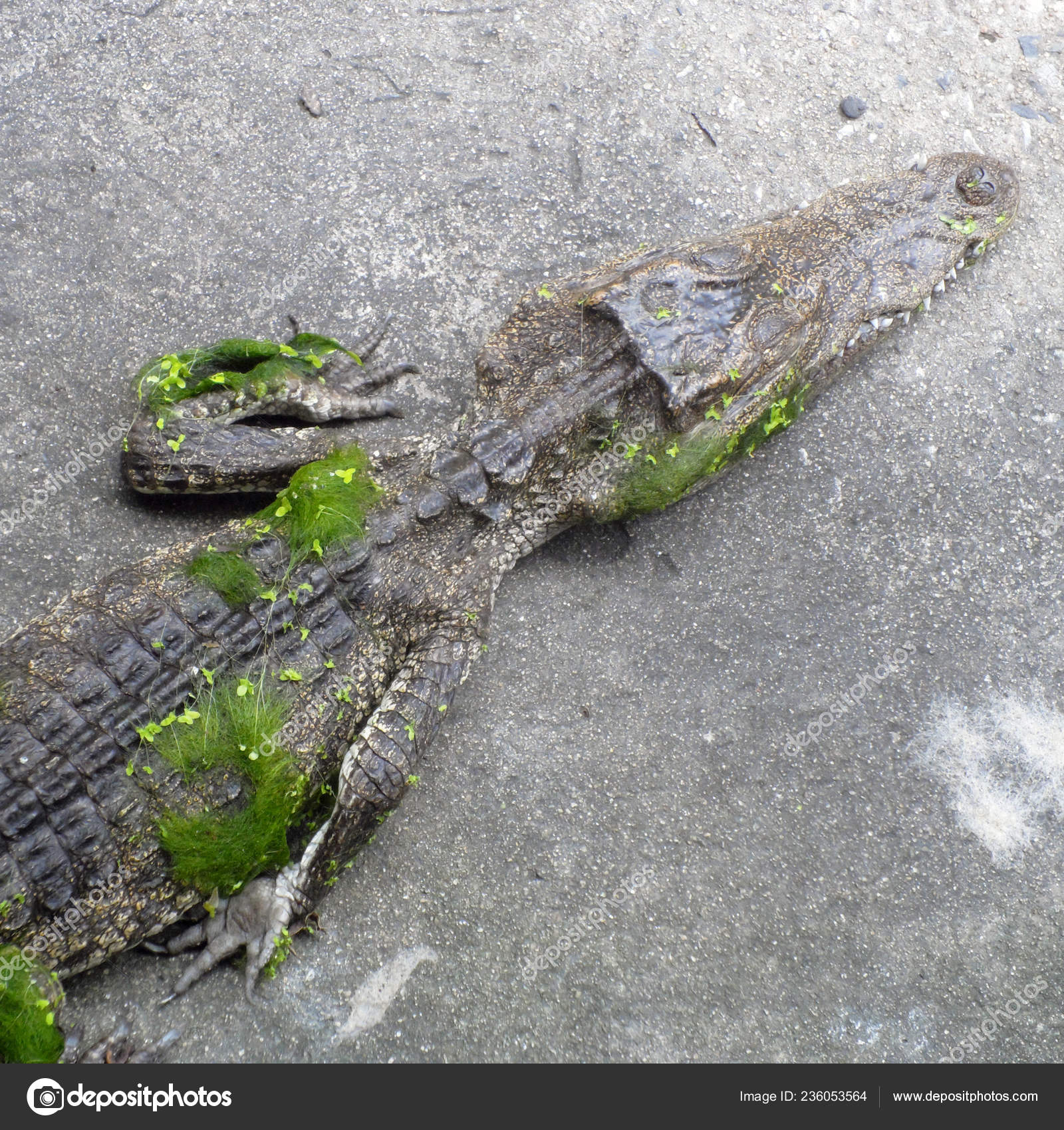 Crocodile Dead Close — Stock Photo © paisan191 #236053564