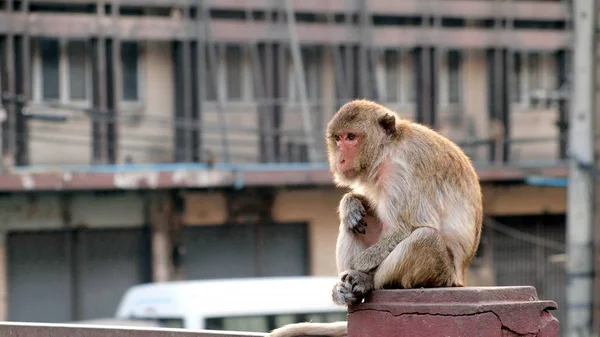 Monkey thinking Images - Search Images on Everypixel