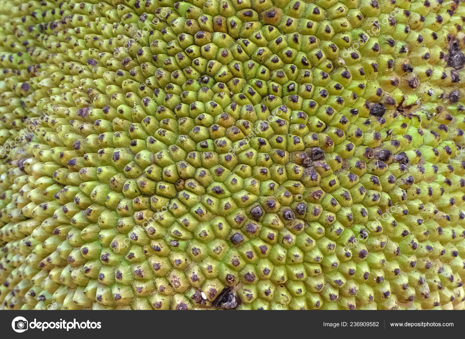 Jackfruit Texture Close Background — Stock Photo © paisan191 #236909582